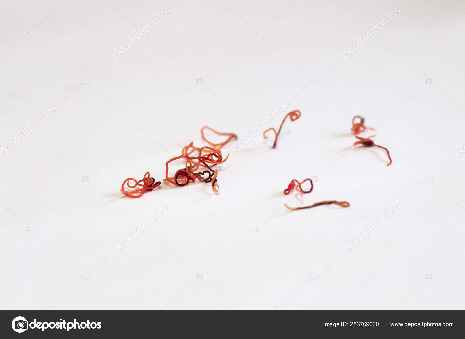 Tapeworm In Human Feces