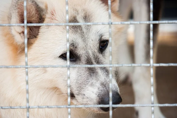 Lonely dog was trapped in cage and waiting for rescued from human. It's ...