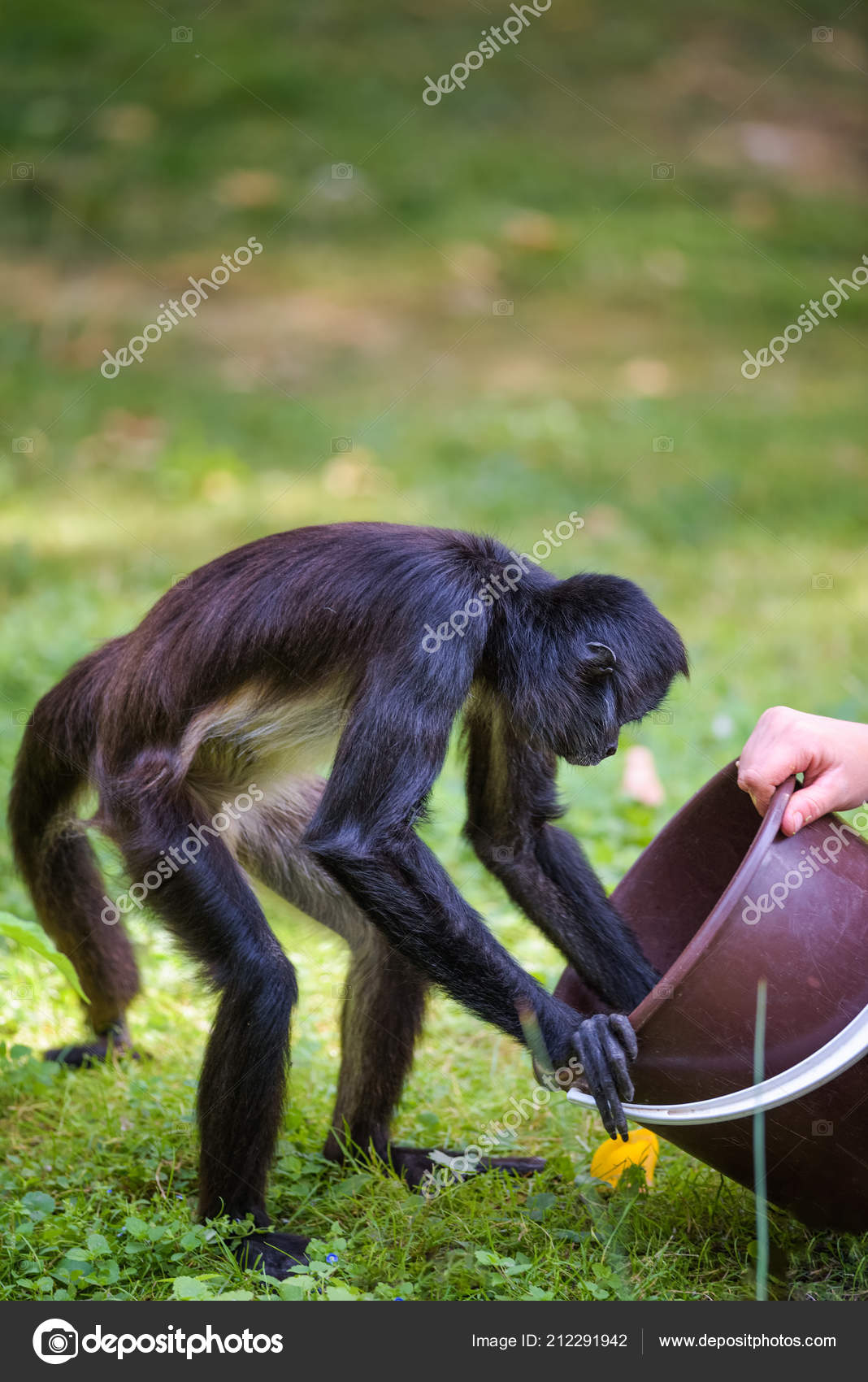 Funny Spider Monkey Wallpaper 30k+ Spider Monkey Pictures | Download