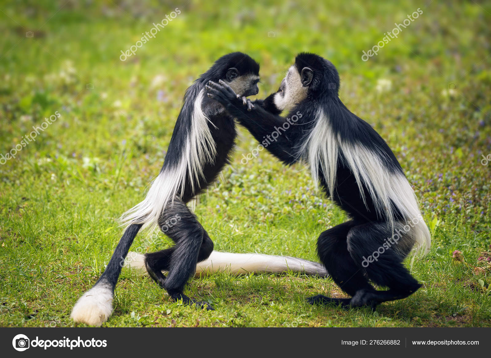 Spider Monkeys Fighting Authorities To Take Care Of Animals In HKZBG