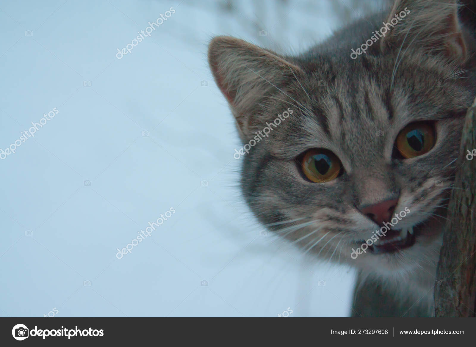 Gray Tabby Cat Large