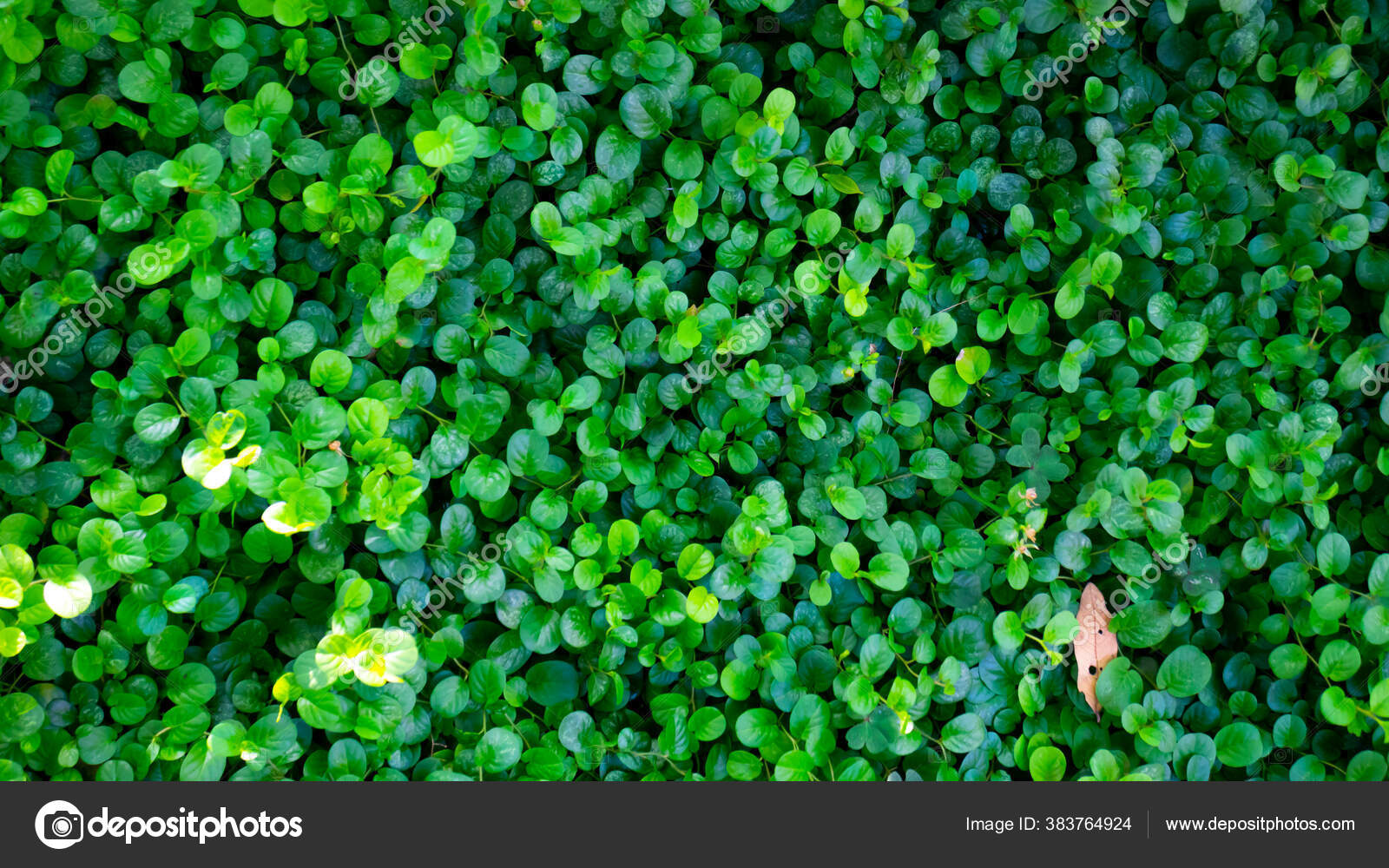Green Leaves Pilea Nummulariifolia Garden Park Stock Photo by ...
