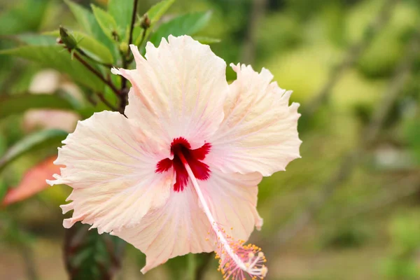 Fotos de Flor nacional de cuba, Imagens de Flor nacional de cuba sem ...
