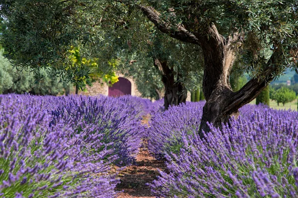 Provence field Stock Photos, Royalty Free Provence field Images ...
