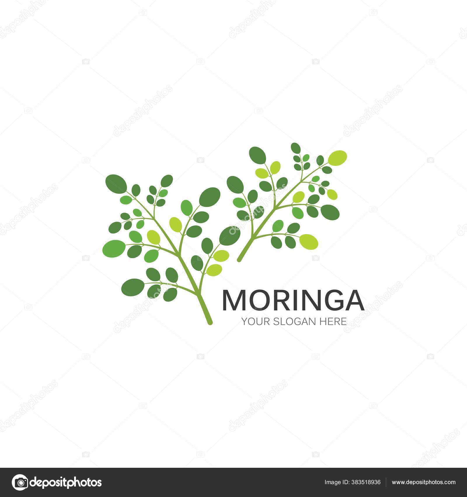 Moringa Leaf Illustration Vector Design Stock Vector Image by ...