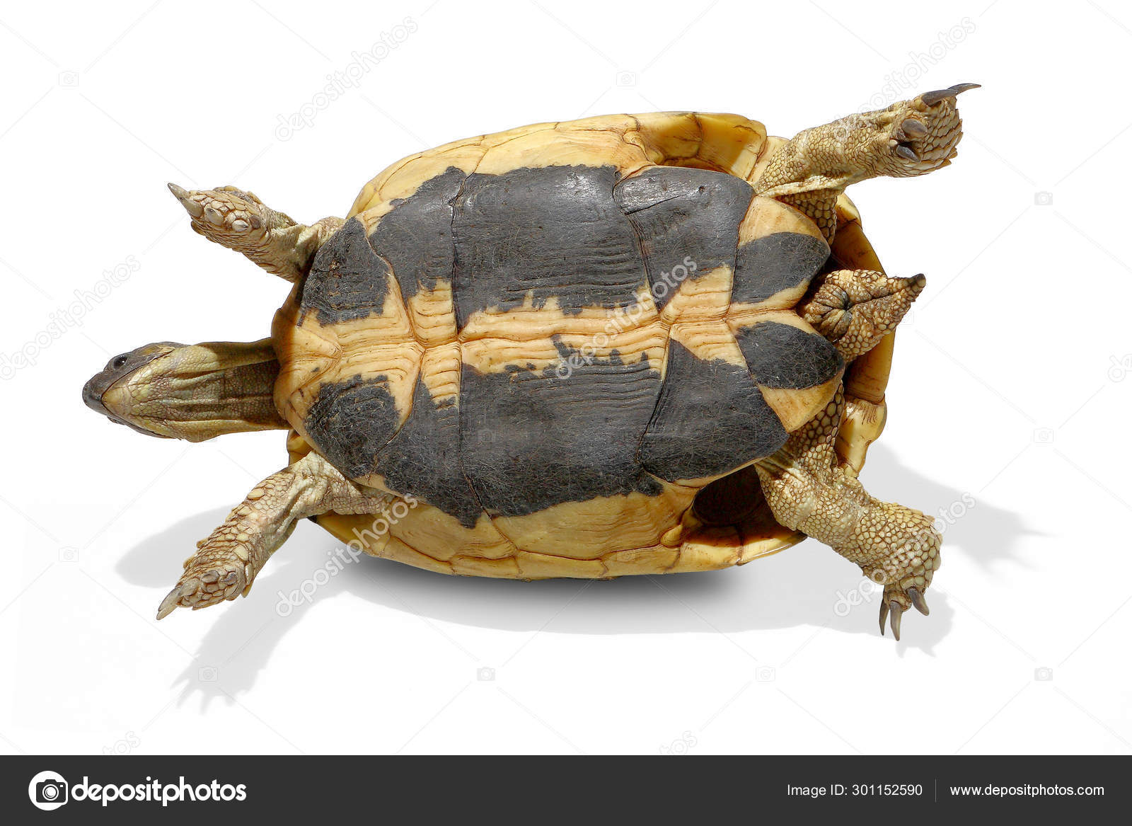 Turtle Shell Side View