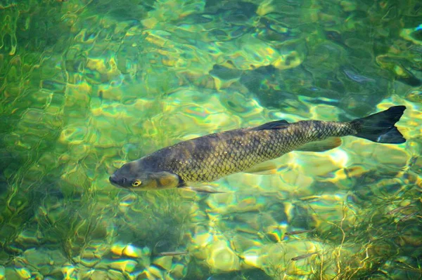 Nature fish Stock Photos, Royalty Free Nature fish Images | Depositphotos