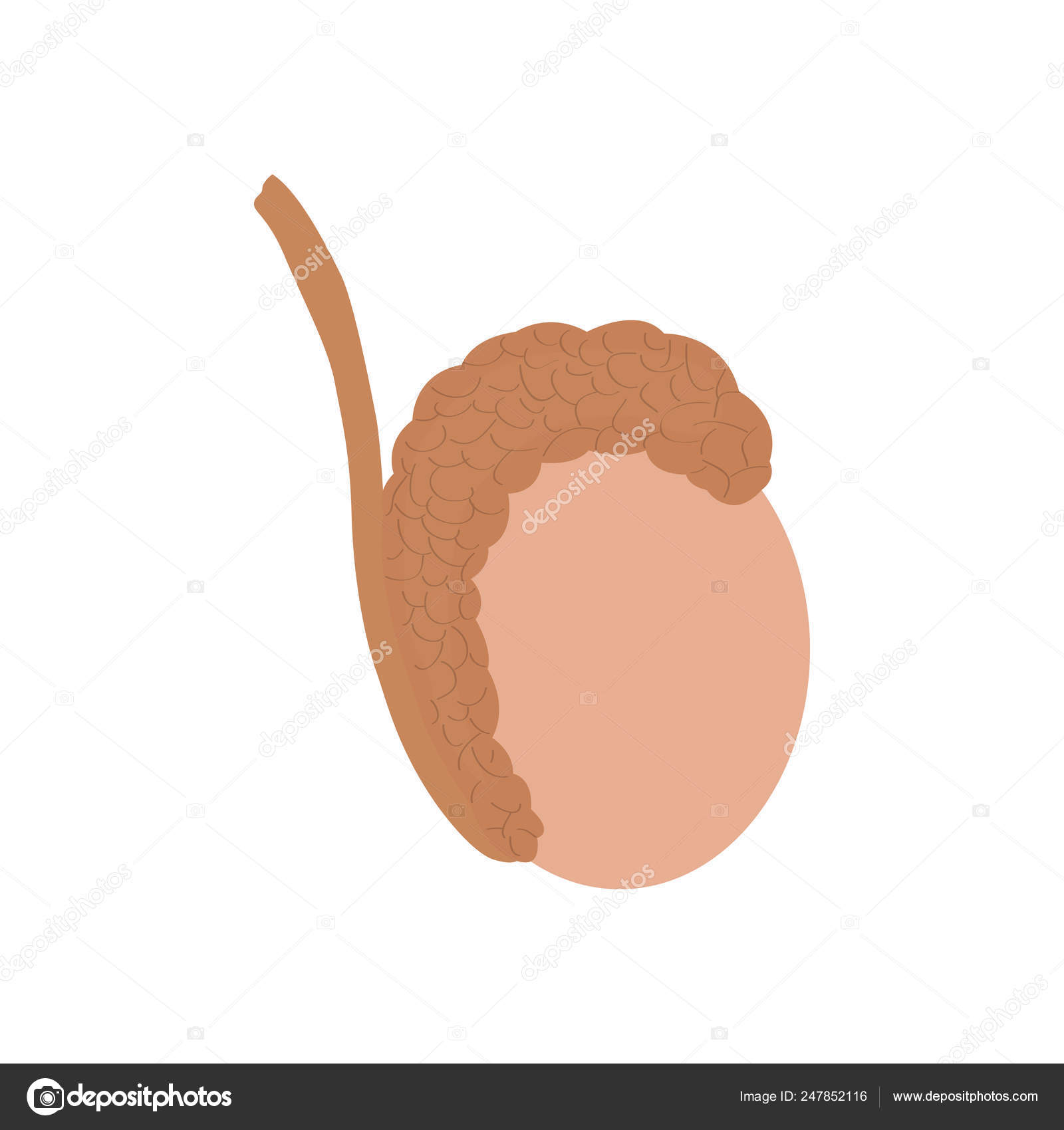 Testículo humano aislado Vector de stock por ©JoKalar01 247852116