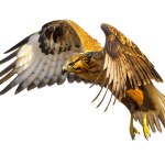 Hawk on white Stock Photo by ©stevemc 7930403