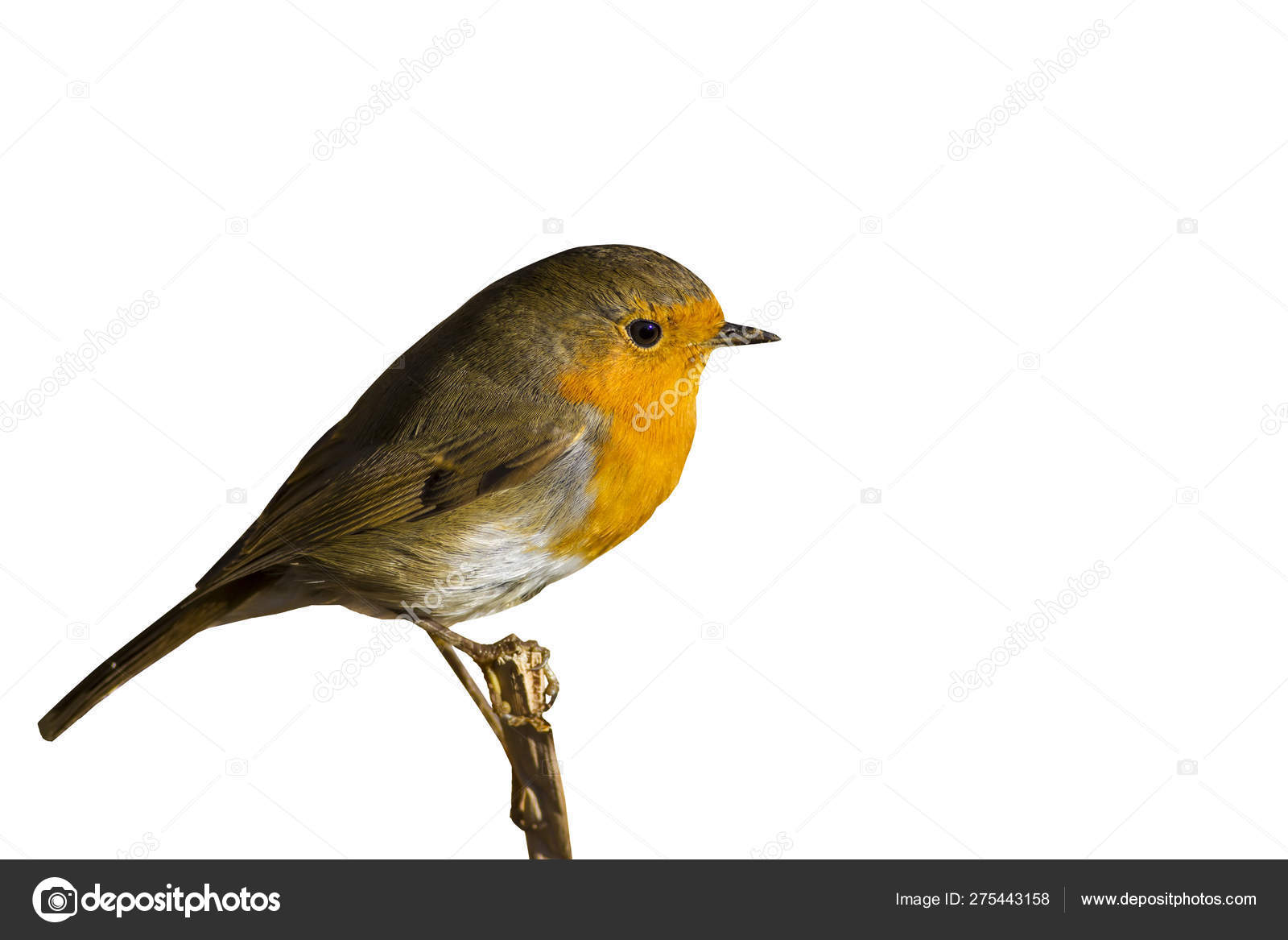 Robin White Background