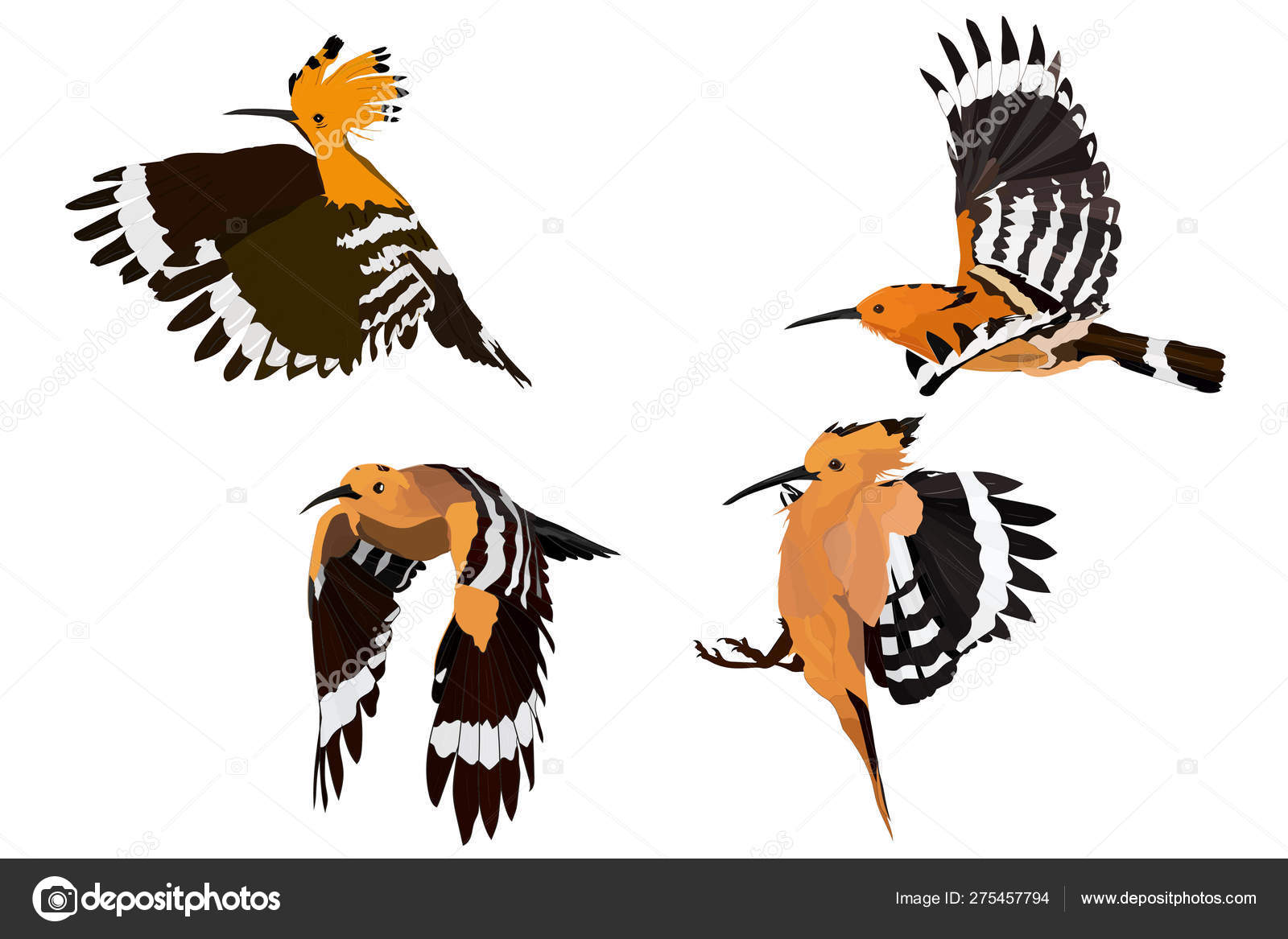 Flying Cute Birds Vector Image Bird Eurasian Hoopoe Upupa Epops Stock ...