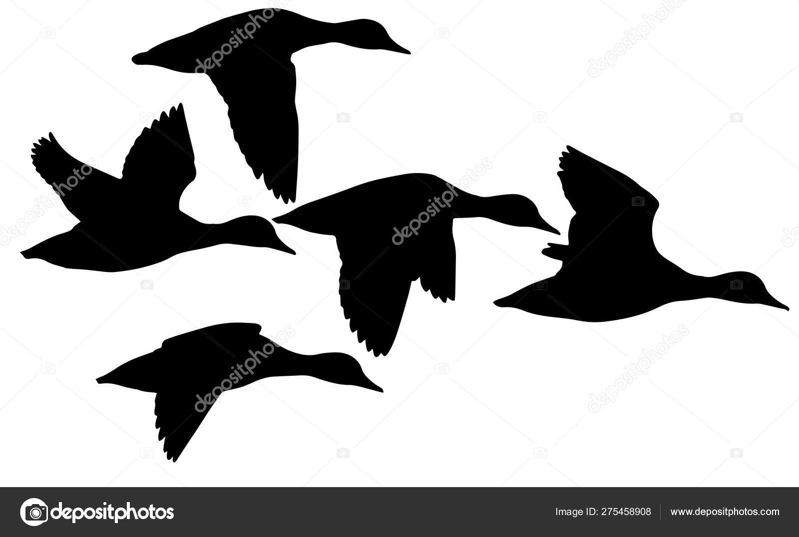 Flying Duck Vector