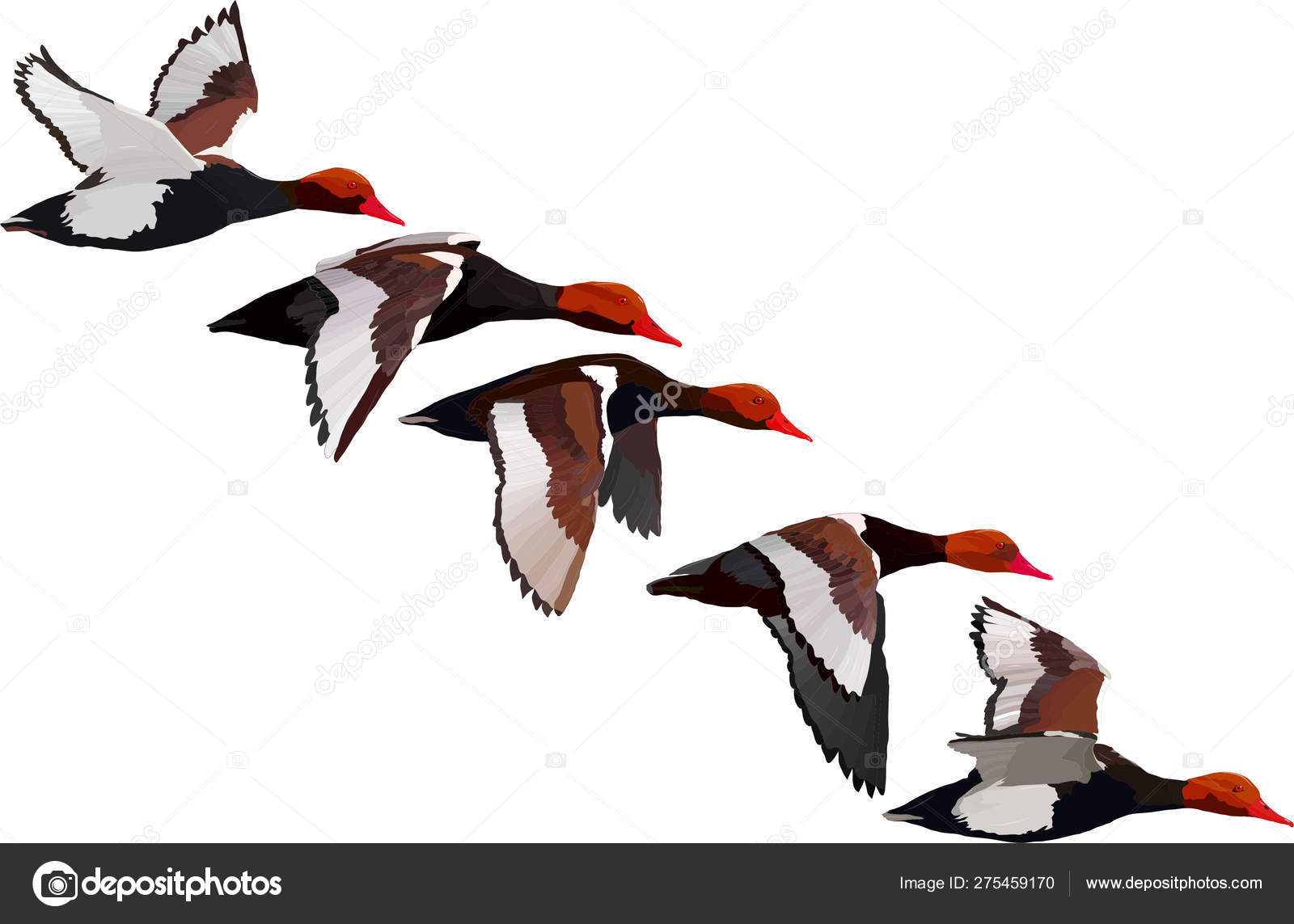Flying Duck Vector Image White Background Duck Red Crested Pochard ...