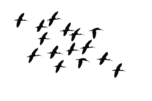 Birds Flying Natural View Vector Birds White Background Stock Vector by ...