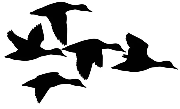 Flying duck Vector Art Stock Images | Depositphotos
