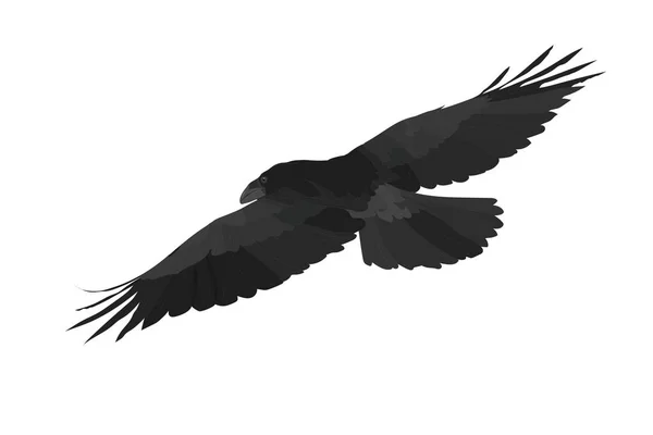 Flying crow Vector Art Stock Images | Depositphotos