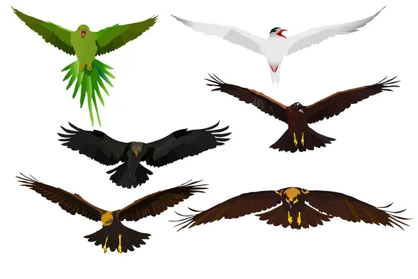 1,274 Bird landing Vector Images, Bird landing Illustrations ...