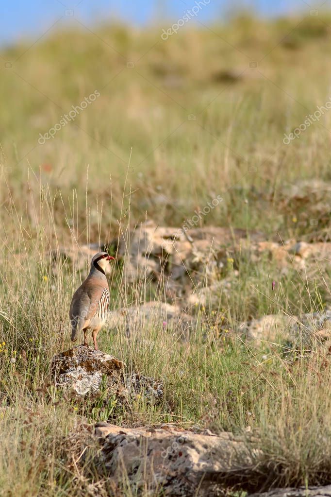 Naturaleza y perdiz. Pájaro común: Chukar Partridge. Alectoris chukar ...