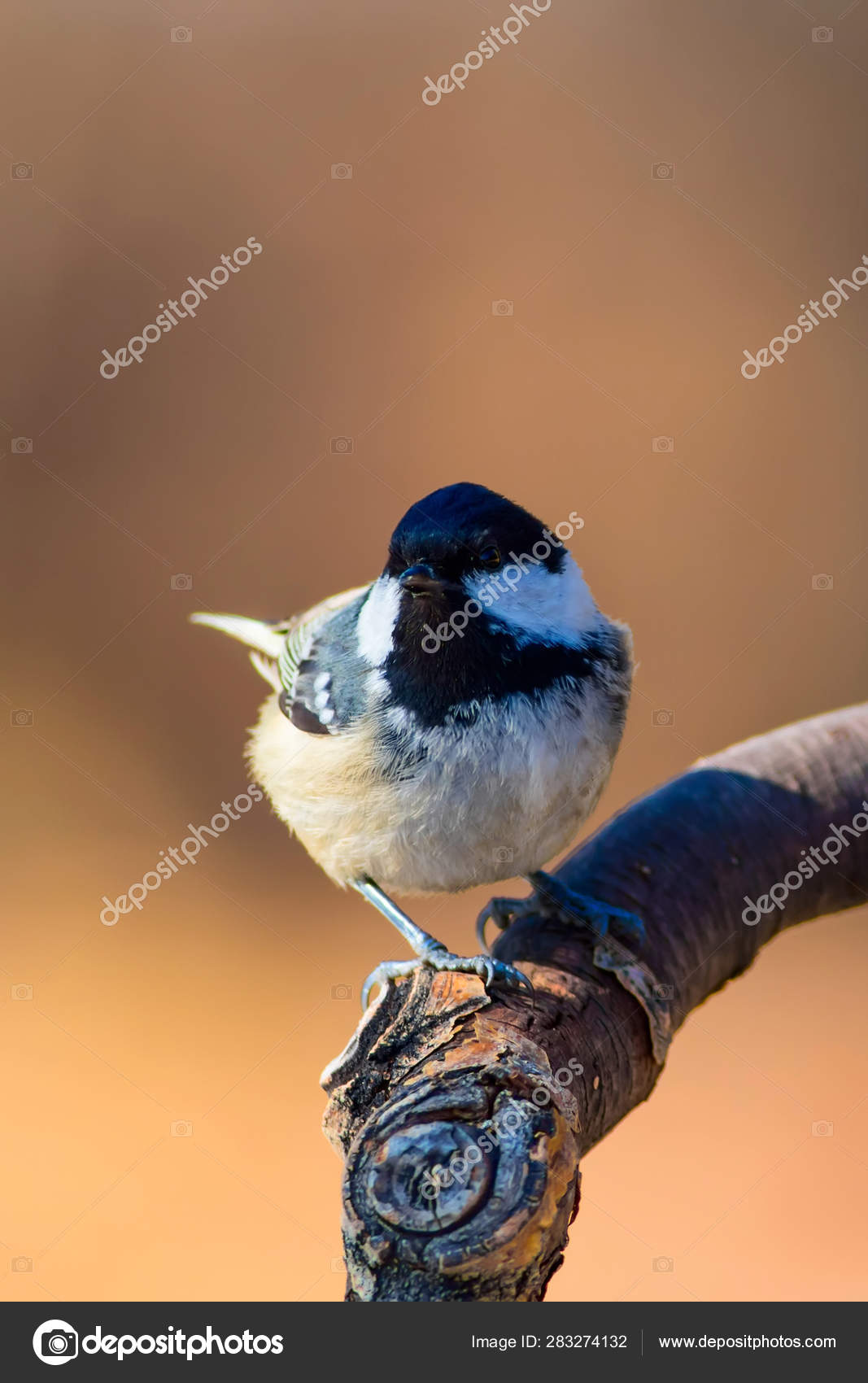 Cute Little Bird Nature Background Park Garden Forest Bird Coal — Stock ...