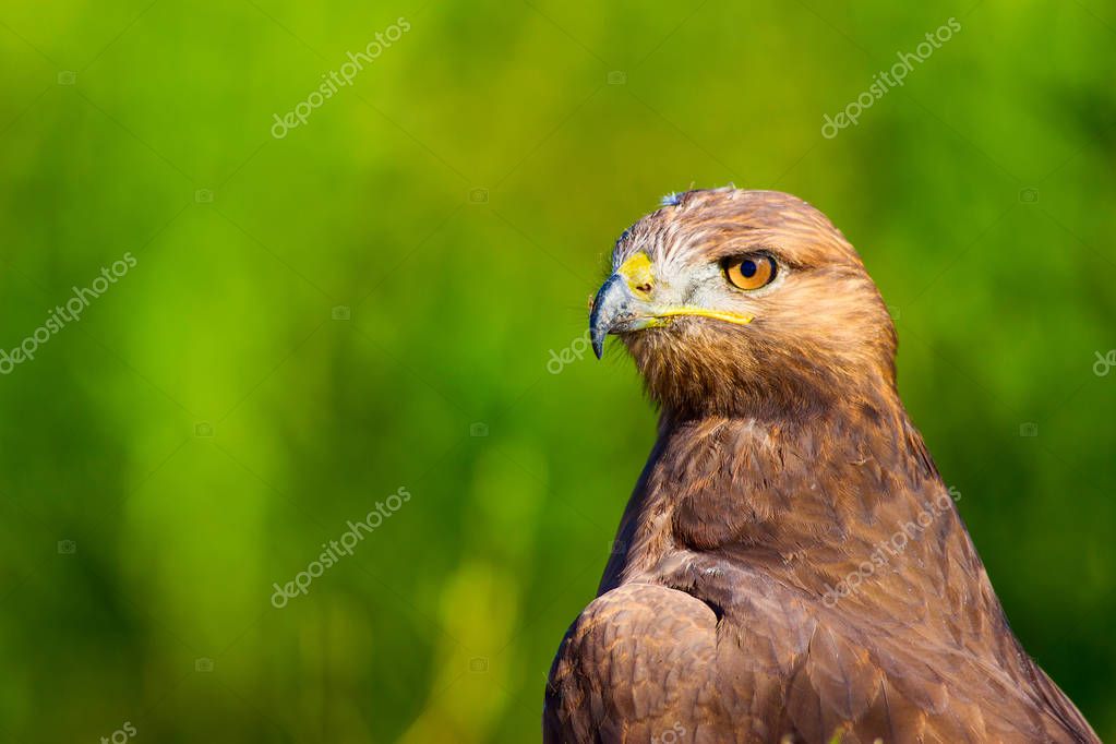 Retrato de halcón. Fondo de la naturaleza verde. Buitre de patas largas ...