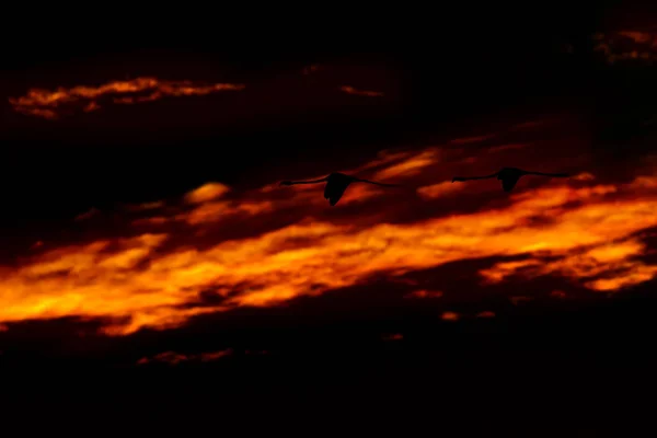 Burning wings Stock Photos, Royalty Free Burning wings Images ...