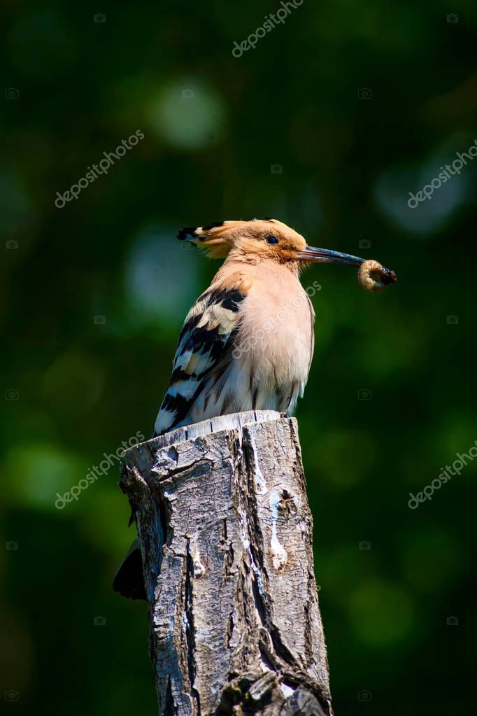 Lindo pájaro Hoopoe. Hoopoe eurasiático. Épocas de Upupa. Fondo de ...