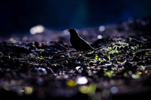 Bird moonlight Images - Search Images on Everypixel