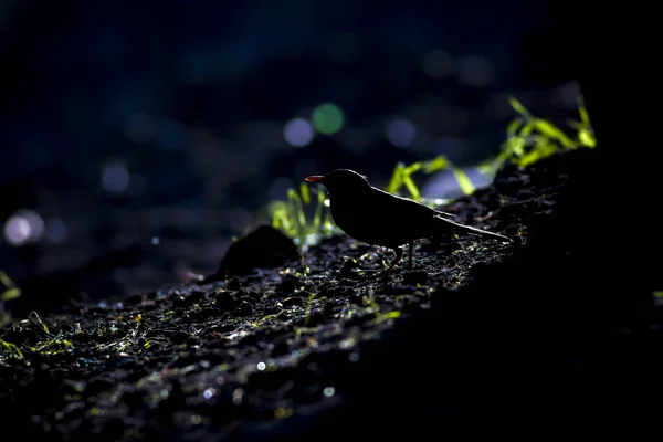 Bird moonlight Images - Search Images on Everypixel