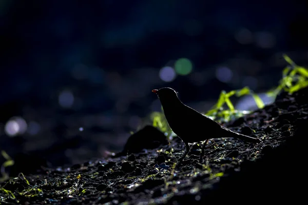 Bird moonlight Images - Search Images on Everypixel