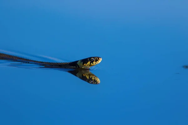 Floating snake Stock Photos, Royalty Free Floating snake Images ...