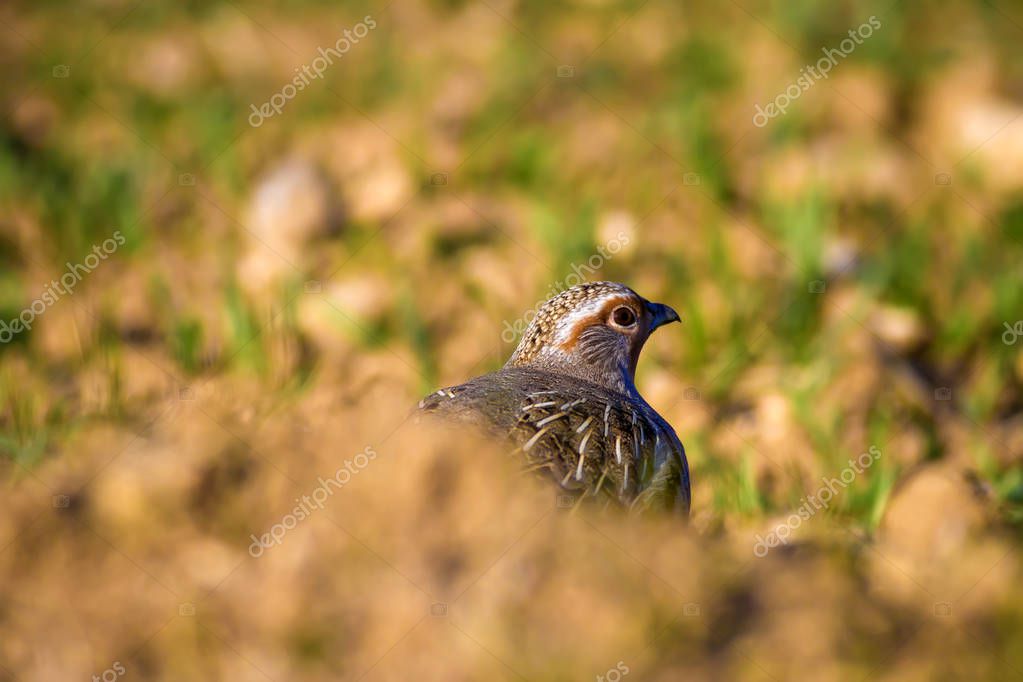 Perdiz de pájaro salvaje. Fondo de la naturaleza. Aves: Perdix perdix ...