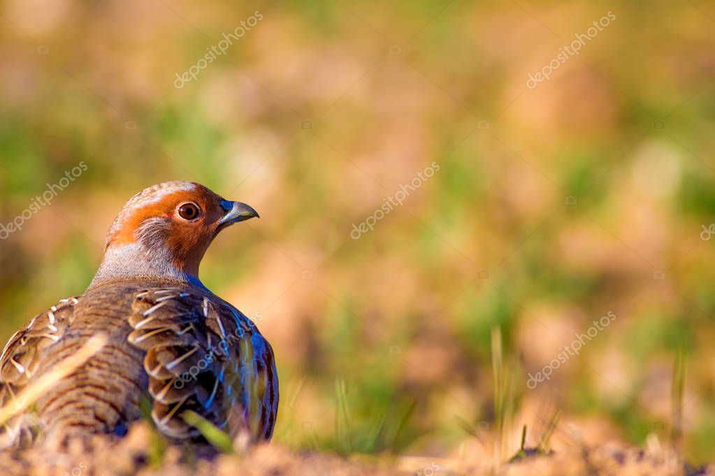 Perdiz de pájaro salvaje. Fondo de la naturaleza. Aves: Perdix perdix ...