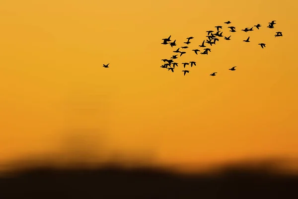 Birds in sunset Stock Photos, Royalty Free Birds in sunset Images ...