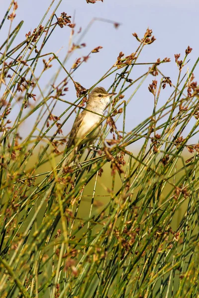 Irish bird species Stock Photos, Royalty Free Irish bird species Images ...
