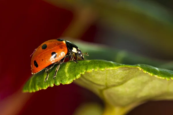 Red lady bugs Stock Photos, Royalty Free Red lady bugs Images ...