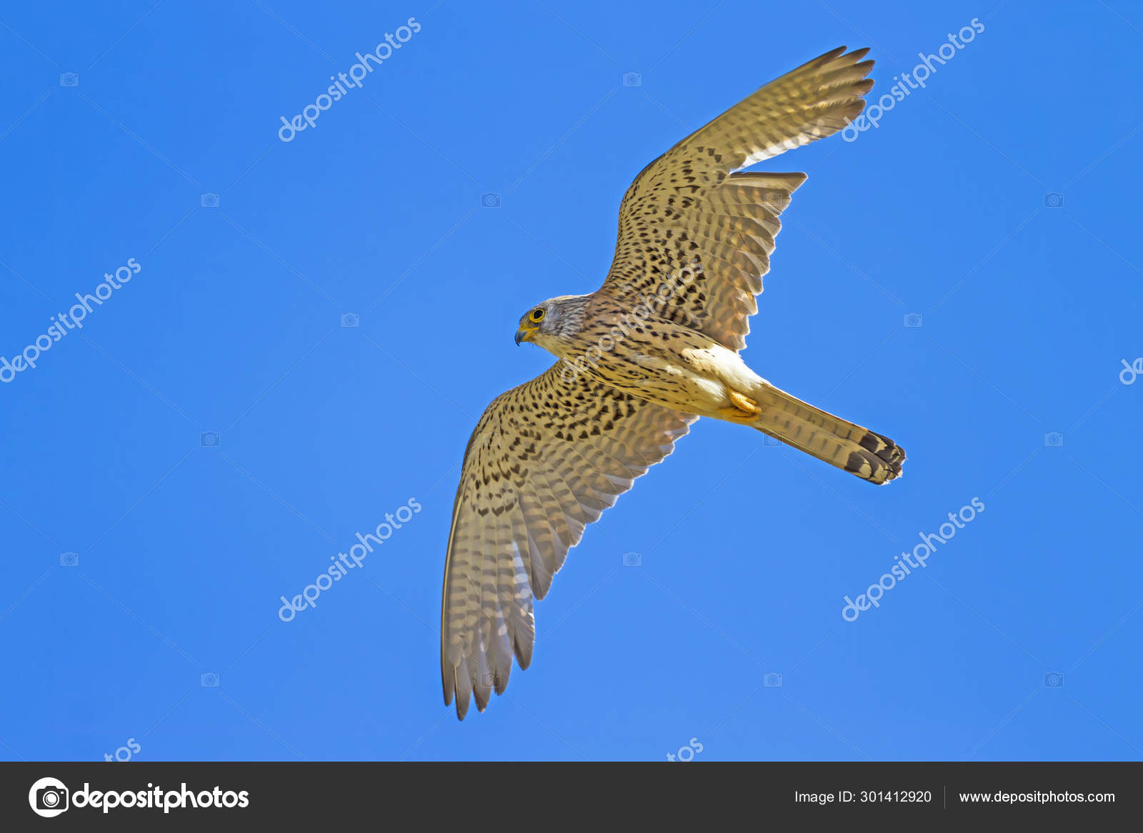 Flying Falcon Hunt Blue Sky Background Bird Lesser Kestrel Falco Stock ...