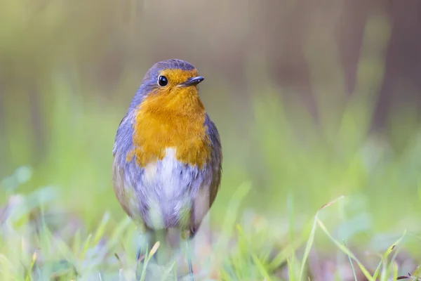 El robin fotos de stock, imágenes de El robin sin royalties | Depositphotos