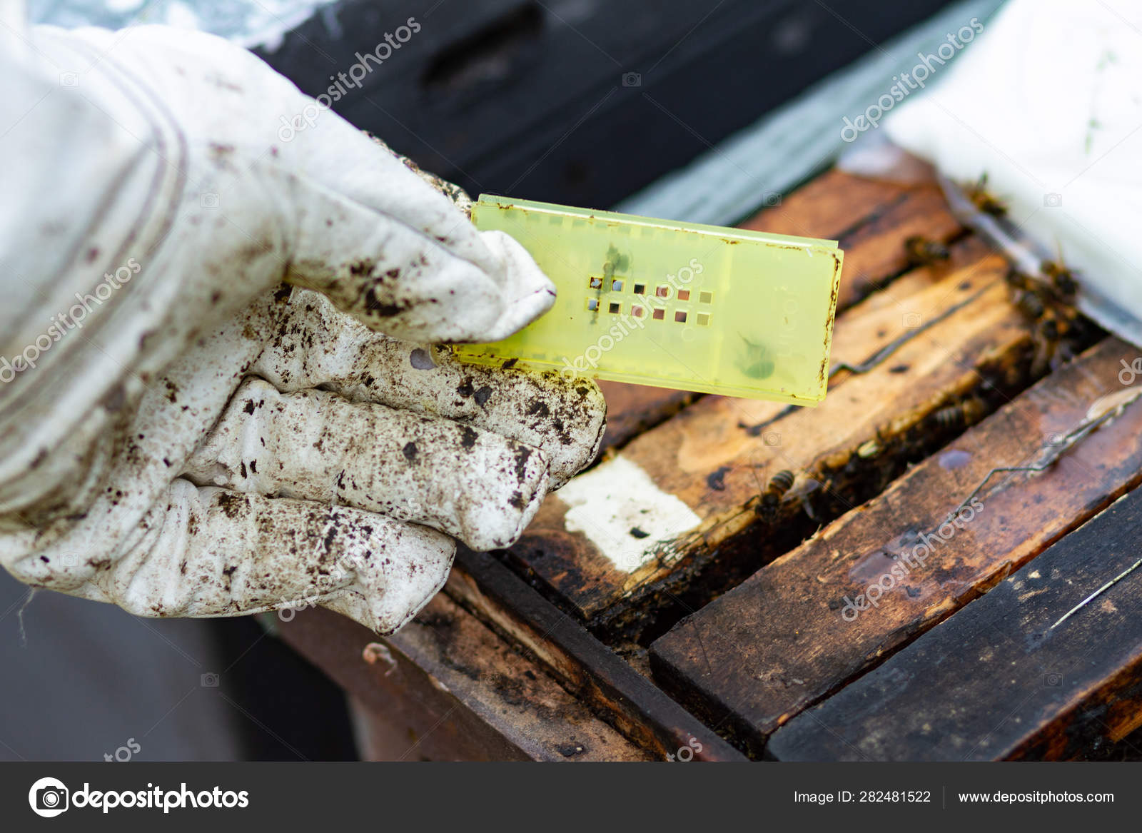 Queen bee prison for hive — Stock Photo © carlos_robles #282481522