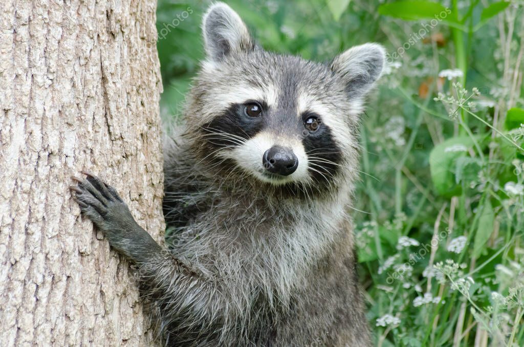 Un mapache común (Procyon lotor) trepando un árbol, vegetación verde en ...