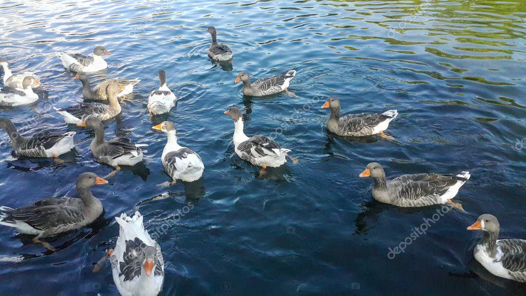un grupo de patos nadan en el lago y comen arrojado por los turistas ...