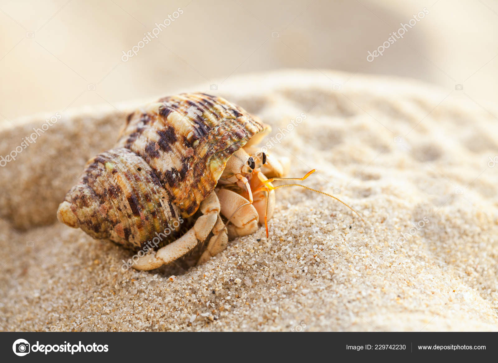 Hermit Crab Get Out Shell Explores Environment Local Seychelle Beach ...