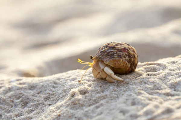 Hermit Crab Get Out Shell Explores Environment Local Seychelle Beach ...