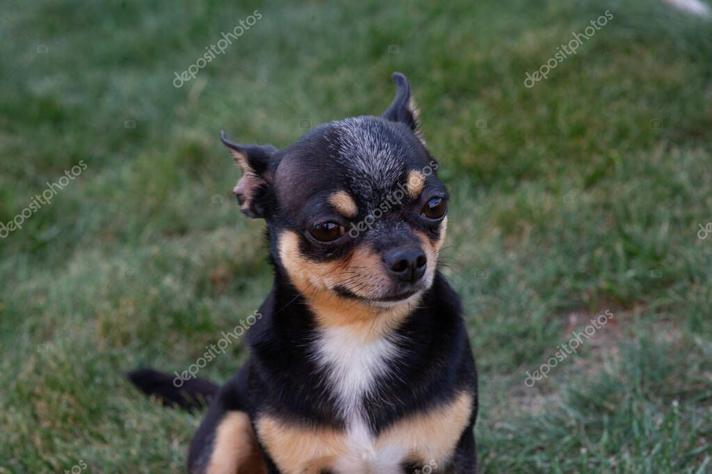 Un cachorro de perro Chihuahua de raza pura negro y bronceado de pie en ...