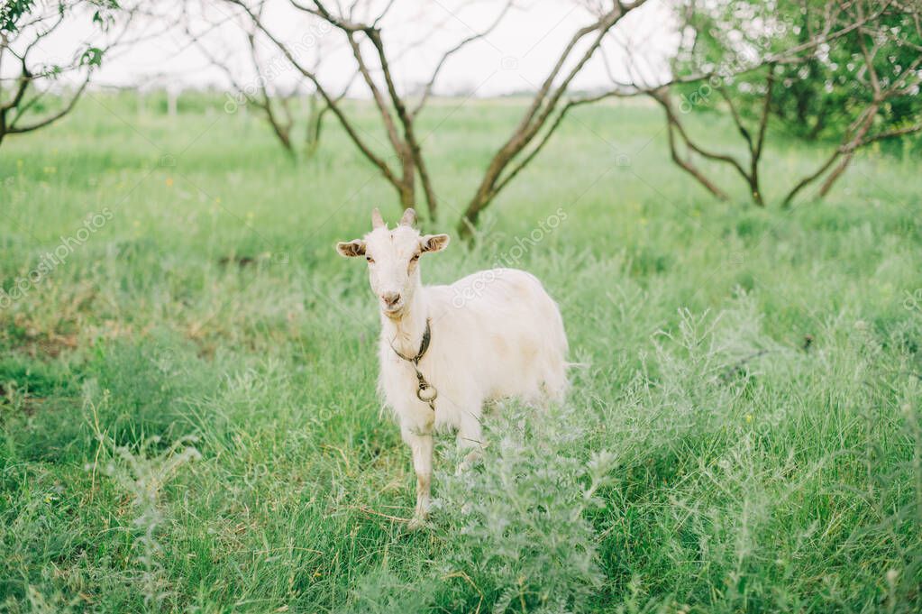 Cabras pastando en hierba fresca, foto de bajo ángulo ancho con fuerte ...
