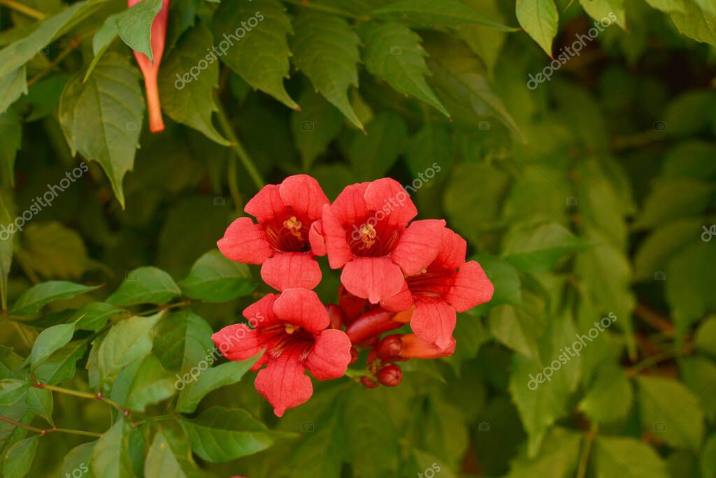 Hermosas flores rojas de la vid trompeta o la trompeta enredadera ...