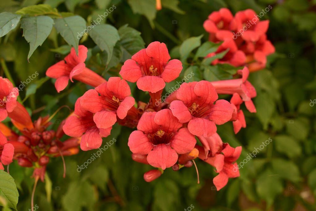 Hermosas flores rojas de la vid trompeta o la trompeta enredadera ...