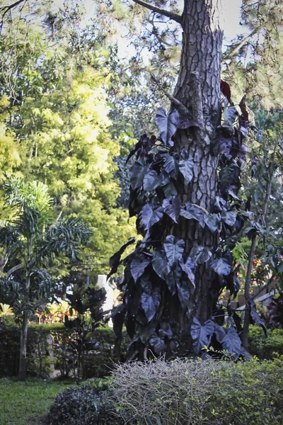 Tree of culture Stock Photos, Royalty Free Tree of culture Images ...