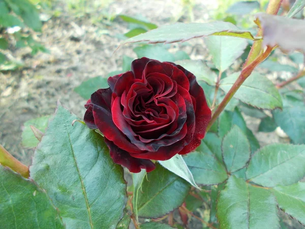 Raisin rose Stock Photos, Royalty Free Raisin rose Images | Depositphotos