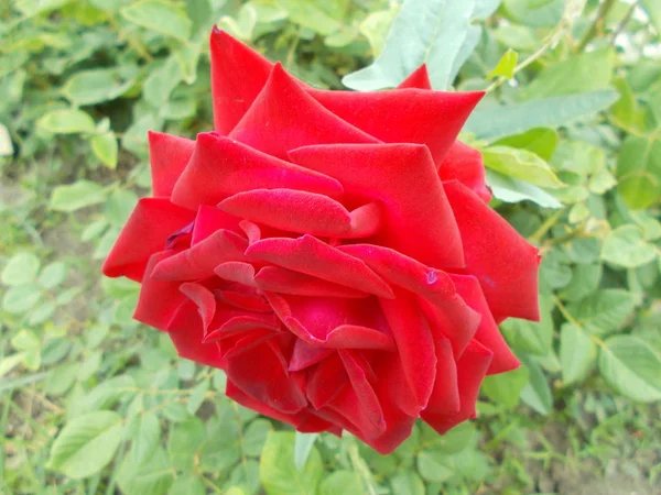 Chinese red rose images libres de droit, photos de Chinese red rose ...