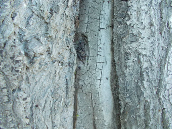 Tree subsidence Stock Photos, Royalty Free Tree subsidence Images ...